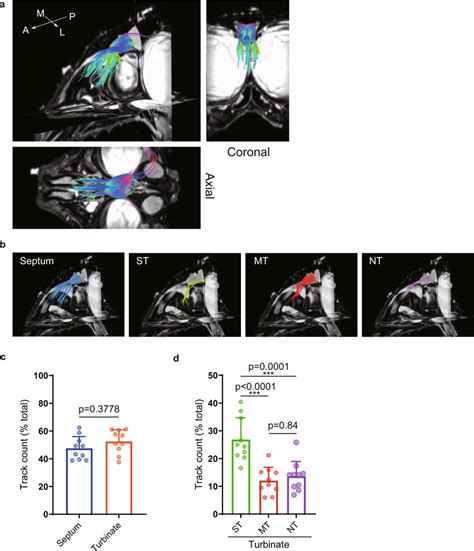 The Distribution Of Marmoset Olfactory Nerves Depicted By Diffusion