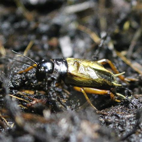 African Field Cricket