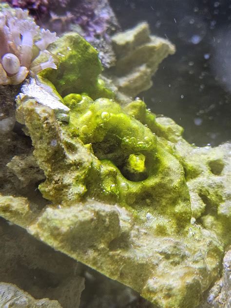 Bubble Algae Rsaltwateraquariumclub