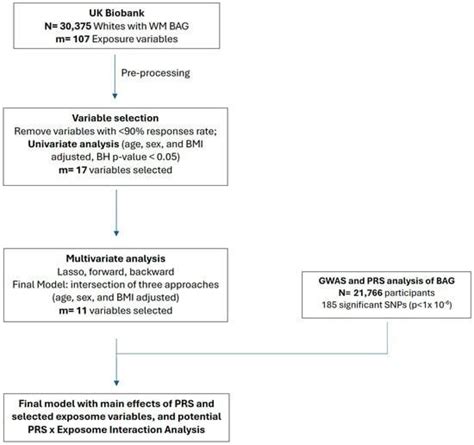 Halley Milleson On Linkedin Nongenetic And Genetic Factors Associated With White Matter Brain