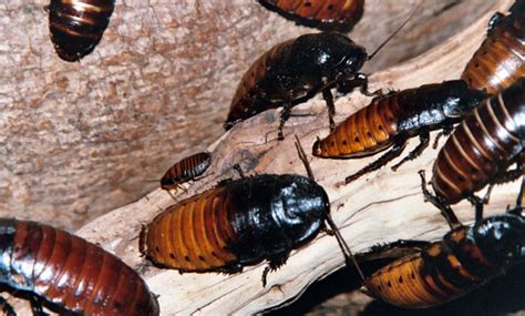 National Geographic Madagascar Hissing Cockroach Pest Control