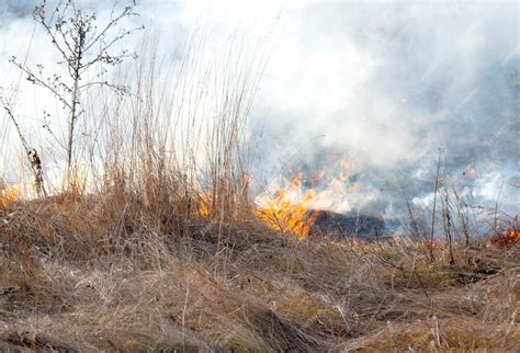 Premium Photo Dry Grass Burning On Field Day Closeup Burning Dry