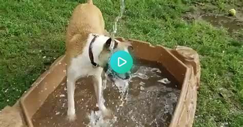 Chomp Chomp Chomp Album On Imgur