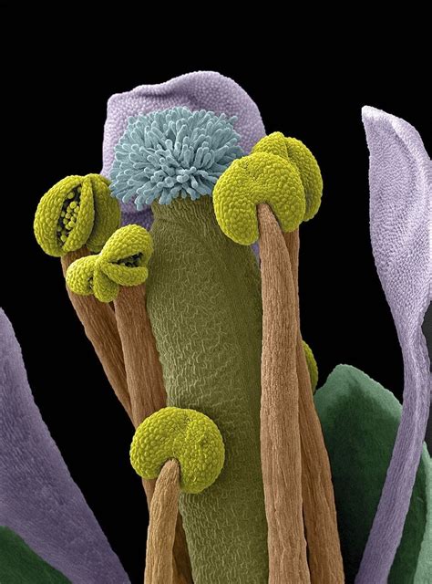 Agricultural Sludge Sample Things Under A Microscope Microscopic Photography Micro Photography