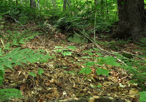 New England Forests 2018