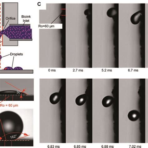 Hap1 Cells After Pcp Immunostaining Of Cytoskeletal F Actin Red And