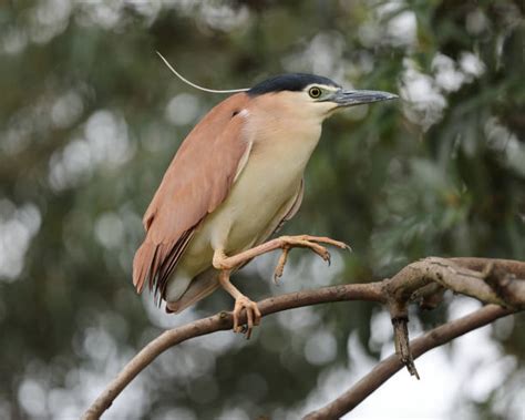 140 Kowak Malam Merah Foto Stok Potret And Gambar Bebas Royalti Istock