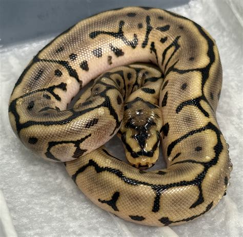 Leopard Spider Het Axanthic 66 Het Clown