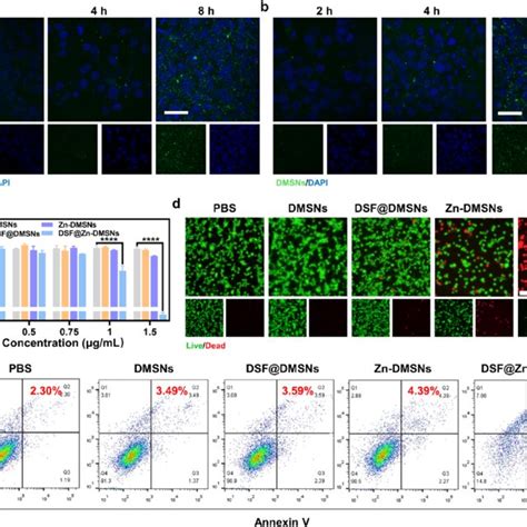 In Vitro Analysis Of Cytotoxicity Against Ct 26 Cancer Cells A B Download Scientific