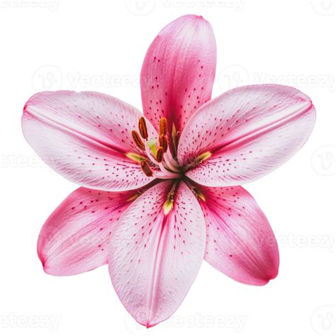 Pink Lily Blossom On A White Background 53506443 Png