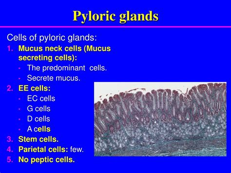 Ppt Alimentary Canal I Powerpoint Presentation Free Download Id