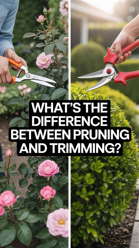 Whats The Difference Between Pruning And Trimming Usa Garden Hub