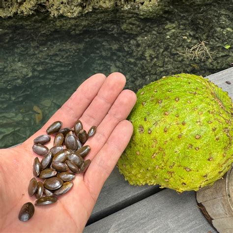 Annona Muricata Seeds Soursop Seeds Miami Fruit