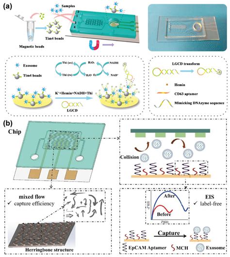 Recent Advances In Aptamer Based Microfluidic Biosensors For The Isolation Signal Amplification
