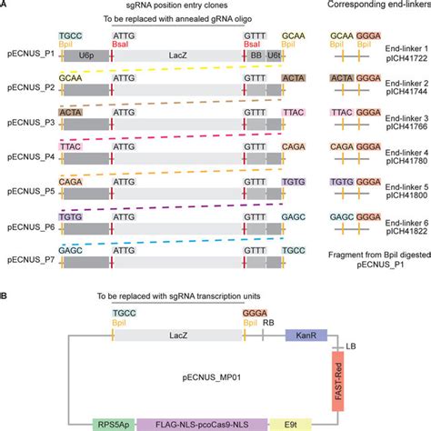 Overview Of The Modular Cloning System For Multiplexing Crispr Cas9