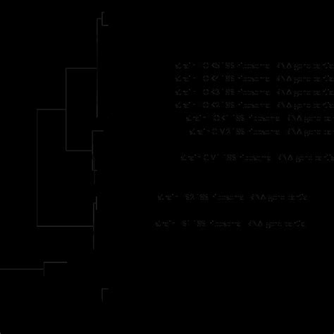The Evolutionary History Was Inferred By Using The Maximum Likelihood