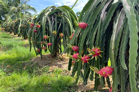 Premium Photo Dragon Fruit On The Dragon Fruit Pitaya Tree Harvest In