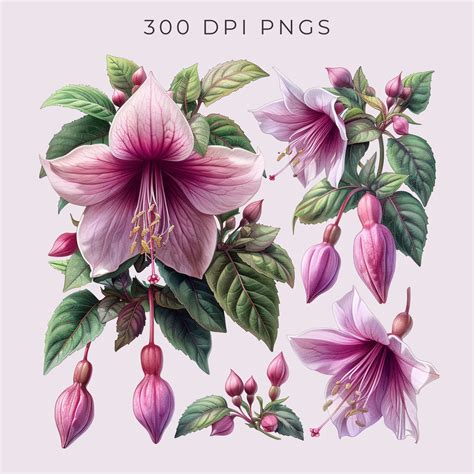 Fuchsia Flower Clipart Pink And Purple Floral Pngs Digital Download Etsy