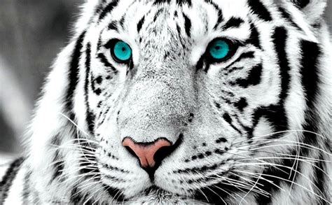 Black And White Tiger With Blue Eyes Wallpaper