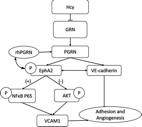 Homocysteine Impairs Endothelial Cell Barrier Function And Angiogenic