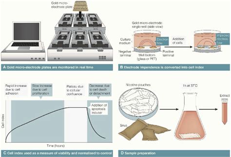 Graphical Representation Of The Experimental Method Using Real Time