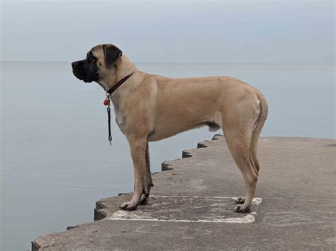 English Mastiff
