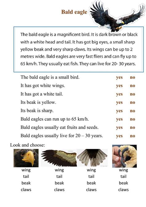 The Bald Eagle Worksheet Worksheets Library