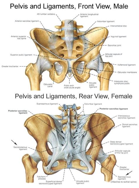 Pelvic Bones And Ligaments Thanks Anatomy In Motion Anatomy