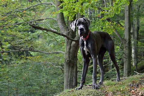 The Labradane Your Complete Guide Photos And More