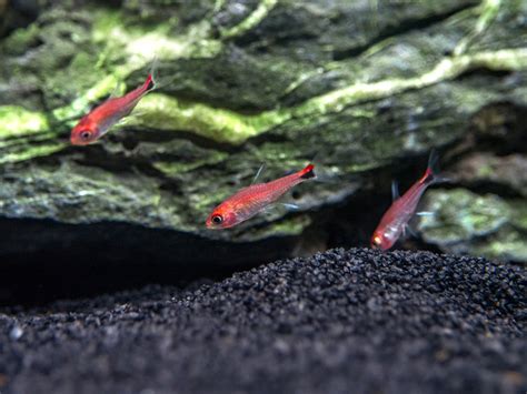 Ruby Tetra Axelrodia Riesei Aquatic Arts