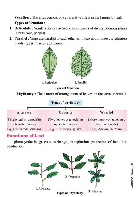 Plant Anatomy And Morphology