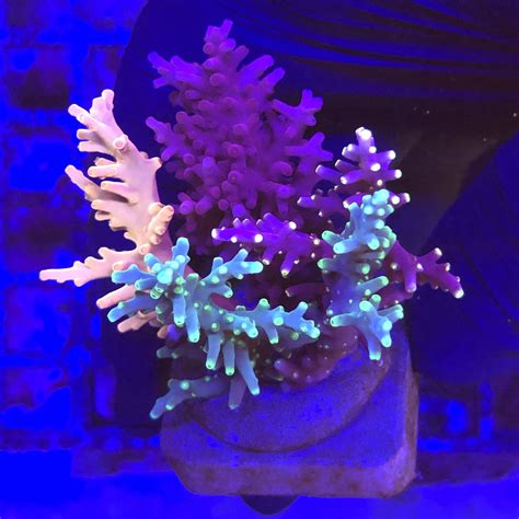 Ac11112eg Cardus Mix Mini Colônia Ocyan