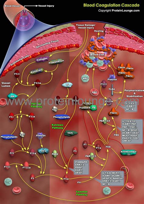 Coagulation Cascade Artofit