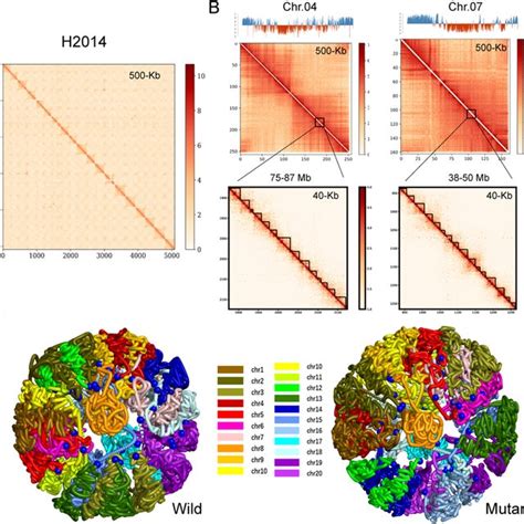 Assay For Transposase Accessible Chromatin Using Sequencing Atac Seq