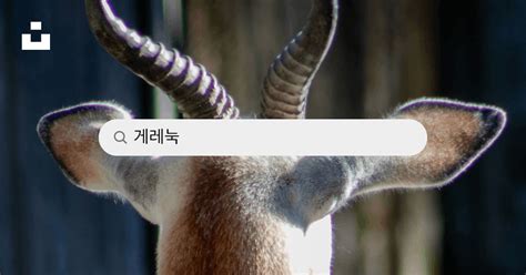 게레눅 사진 Unsplash에서 무료 이미지 다운로드