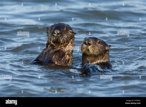Sea Otter Enhydra Lutris Mother And Three To Six Month Old Pup