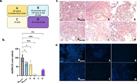 Evaluation Of Decellularization Efficiency In Decm Tissues A Brief