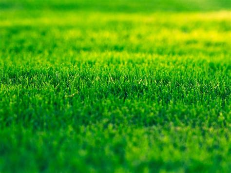 Why Winter Pre Emergent Application Is Crucial For A Healthy Lawn Deep Green Lawn Care