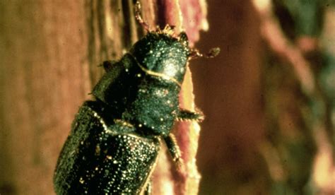 Experts Work To Stop The Spread Of The Mountain Pine Beetle