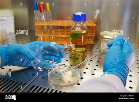Cleanroom Microbiology Routine Activities In Laminar Flow Cabinet For