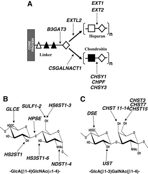 Biosynthesis Of Heparan Sulfate And Chondroitin Sulfate Structures A