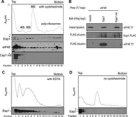 Eap1p Fractionates With Polyribosomes A Top Absorbance At 260 Nm