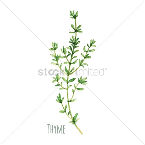 Thyme Vector At Collection Of Thyme Vector Free For