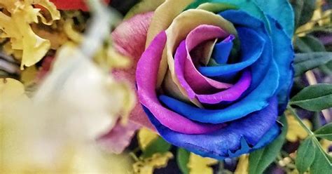 A Multicolor Rose I Saw Today In Kyoto Japan Album On Imgur