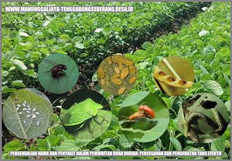 Pengendalian Hama Dan Penyakit Dalam Pembibitan Buah Durian Pencegahan Dan Pengobatan Yang