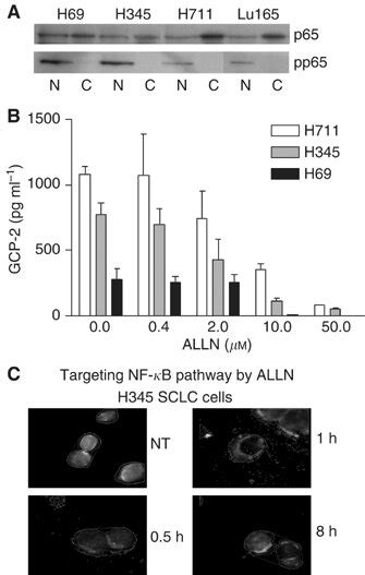 Constitutive Expression Of Gcp 2 In Sclc Cells Is Mediated By Nf B A Download Scientific