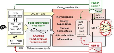 Gdf15 And Fgf21 As Mitokines In The Diurnal Regulation Of Energy