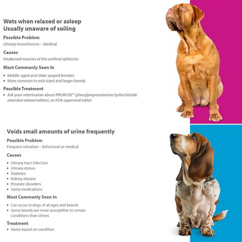 Proin Er For Dogs Phenylpropanolamine Hydrochloride 145mg 90