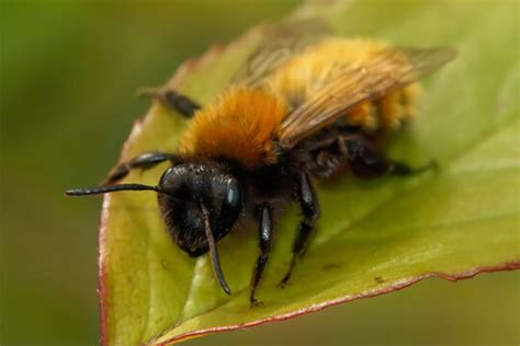 Flufy Bilder Bläddra Bland 207 Stockfoton Vektorer Och Videor Adobe Stock