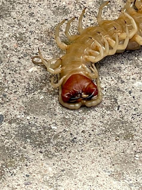 What Kind Of Roach Is This Was Just Inside My Entry Way After Having The Exterminator Spraying